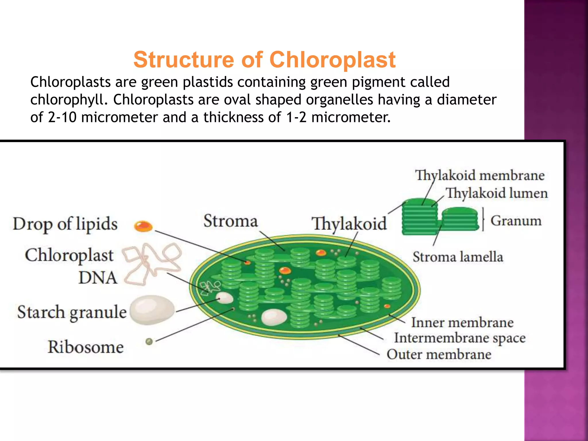 Nutrition in plants- Photosynthesis | PPTX