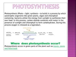 Nutrition in plants- Photosynthesis | PPTX