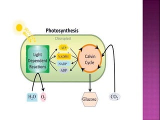 Nutrition in plants- Photosynthesis | PPTX
