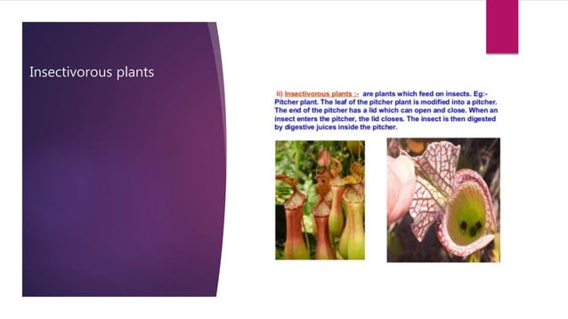 Nutrition in plants GRADE 7 | PPTX