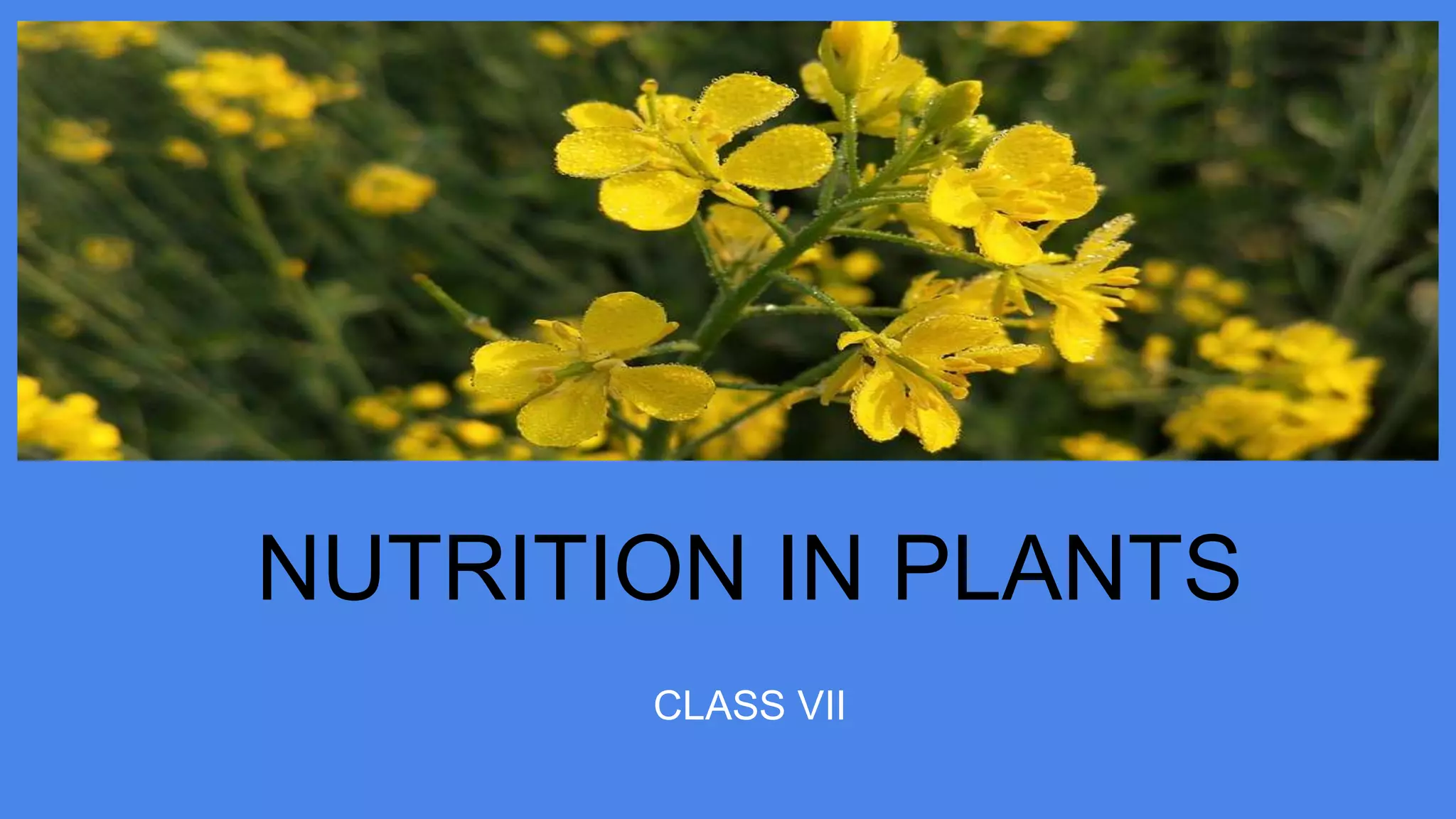 Nutrition in plants | PPTX