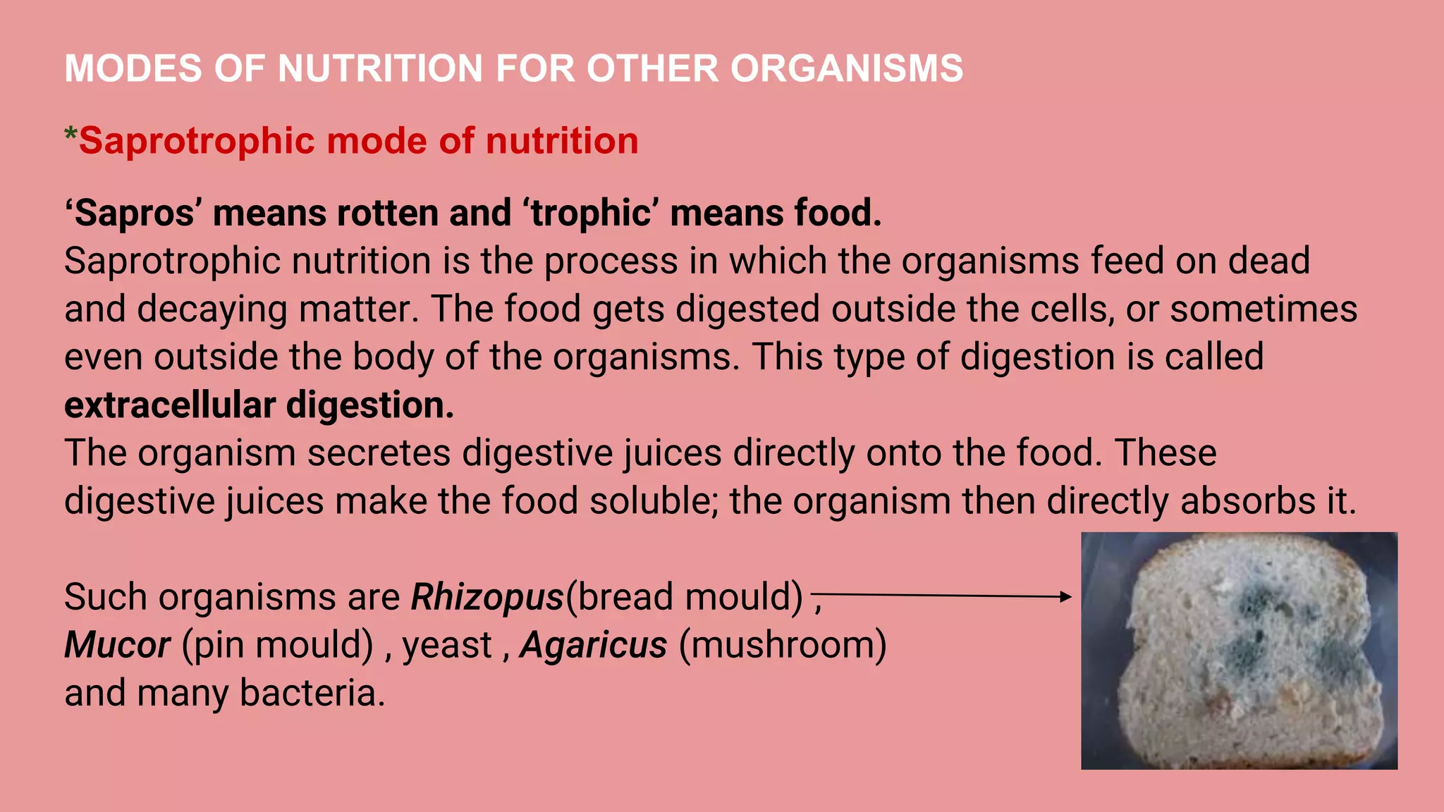 Nutrition in plants | PPTX