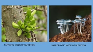 Nutrition in plants | PPTX