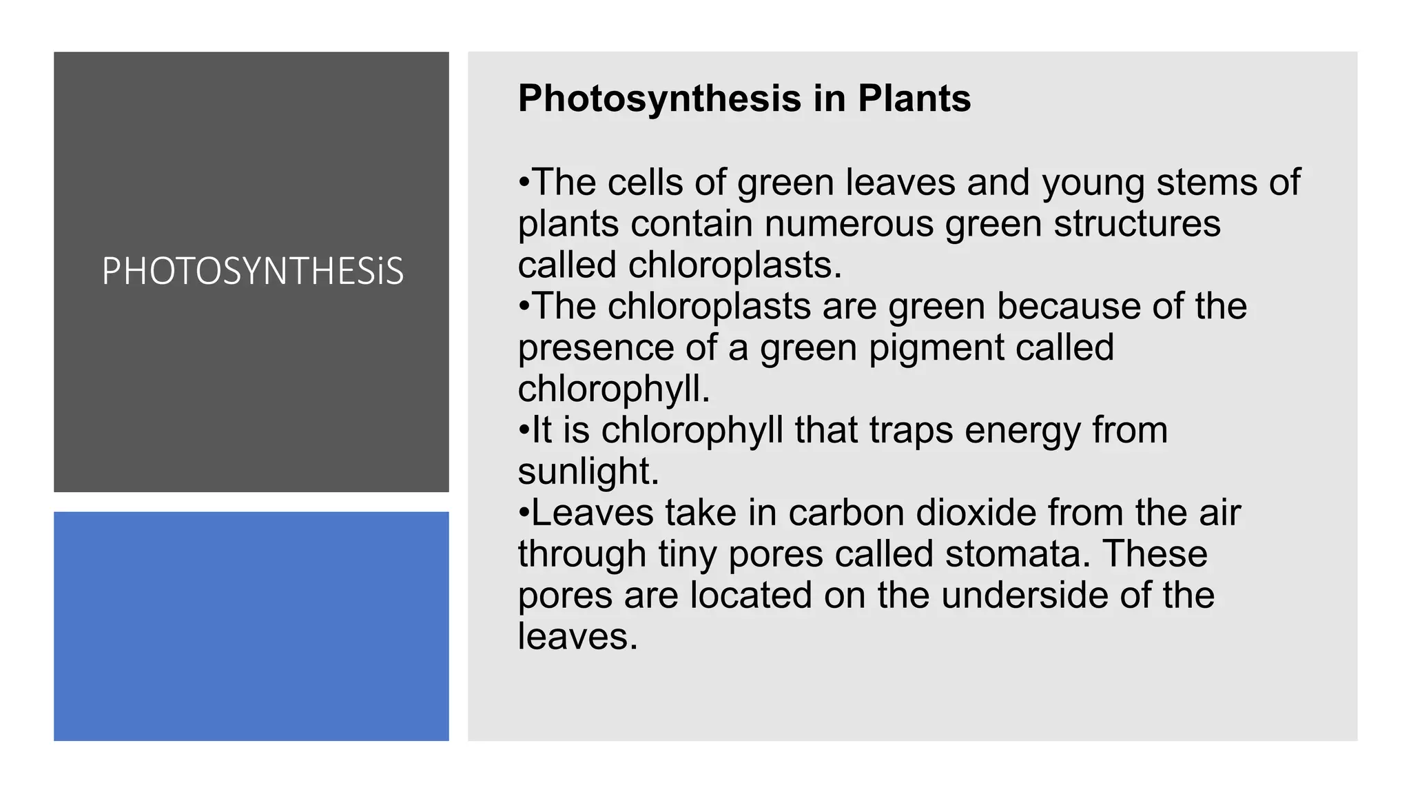 Nutrition in plants | PPTX