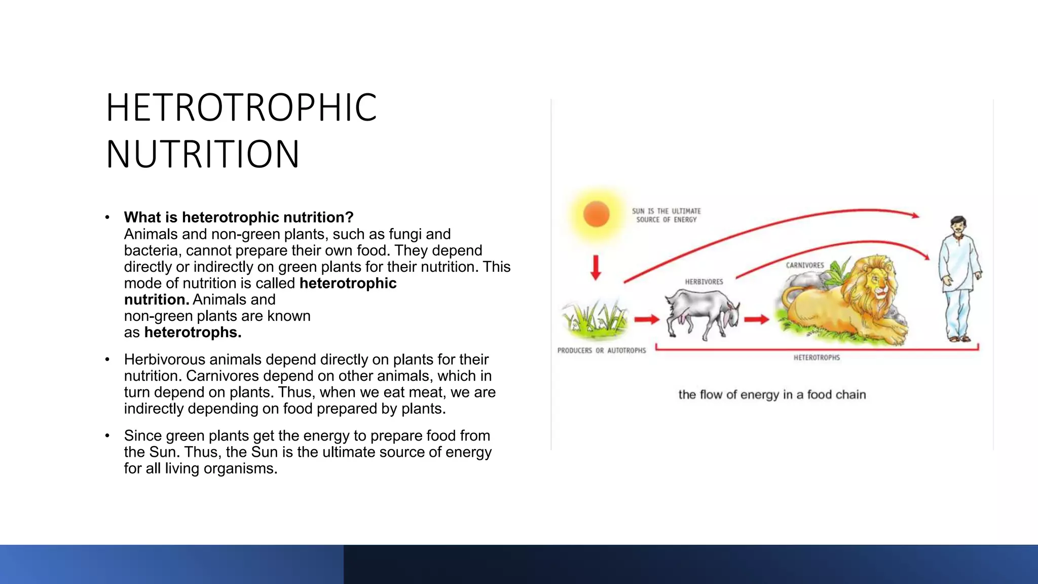Nutrition in plants | PPTX