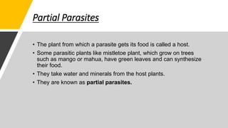 Nutrition in plants | PPTX