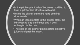 Nutrition in plants | PPTX