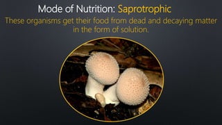Nutrition in plants | PPTX