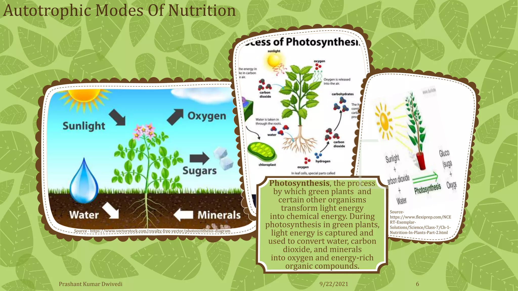 Nutrition in plants for 7th std Science | PPTX | Biological Sciences ...