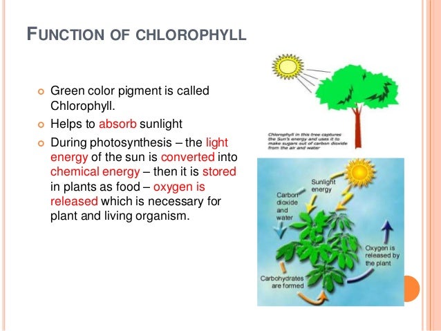 Nutrition in plants and animals
