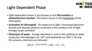 Nutrition in plants cbse class 10 biology Life Processes Pt. 1 | PDF