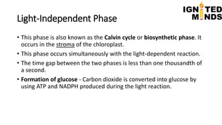 Nutrition in plants cbse class 10 biology Life Processes Pt. 1 | PDF