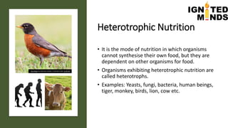 Nutrition in plants cbse class 10 biology Life Processes Pt. 1 | PDF