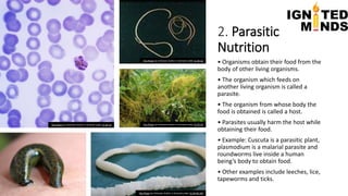 Nutrition in plants cbse class 10 biology Life Processes Pt. 1 | PDF