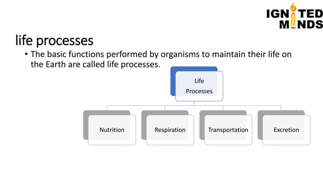 Nutrition in plants cbse class 10 biology Life Processes Pt. 1 | PDF ...