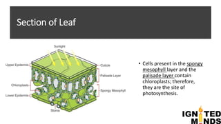 Nutrition in plants cbse class 10 biology Life Processes Pt. 1 | PDF