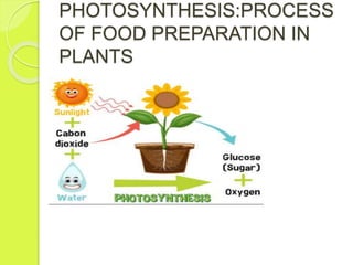 Nutrition in plants DIRECT INSTRUCTIN.pptx