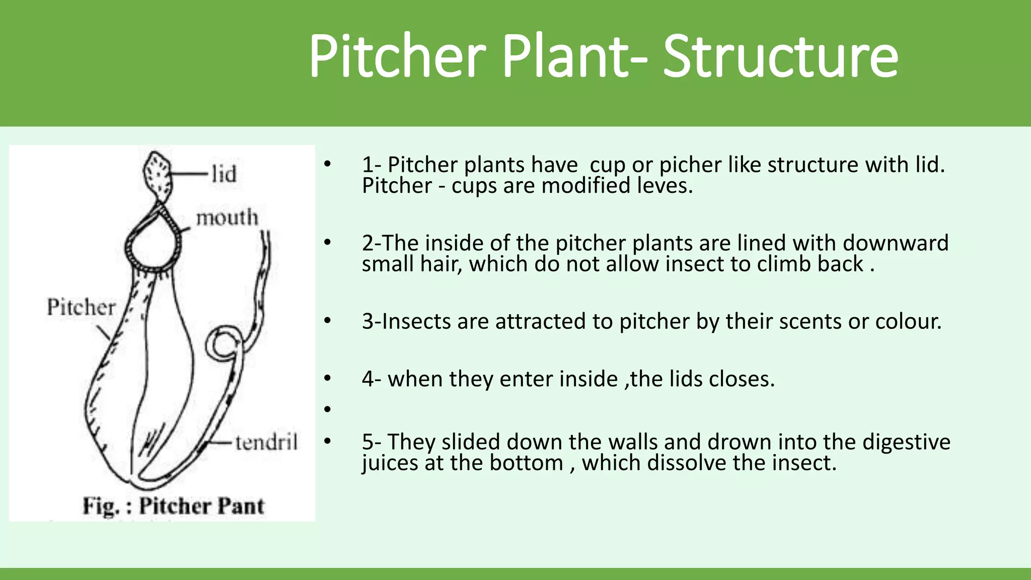 Nutrition in plants New (2).pptx