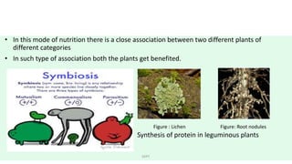 Nutrition in plants New (2).pptx