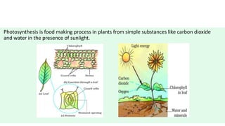 Nutrition in plants New (2).pptx