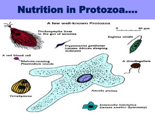 Nutrition_in_Protozoa_Non- chordates ppt | PDF