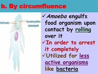 Nutrition_in_Protozoa_Non- chordates ppt | PDF