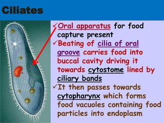 Nutrition_in_Protozoa_Non- chordates ppt | PDF