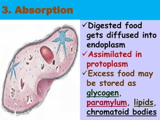 Nutrition_in_Protozoa_Non- chordates ppt | PDF