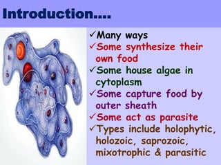 Nutrition_in_Protozoa_Non- chordates ppt | PDF