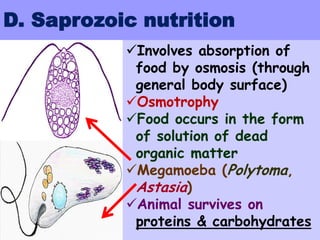 Nutrition_in_Protozoa_Non- chordates ppt | PDF
