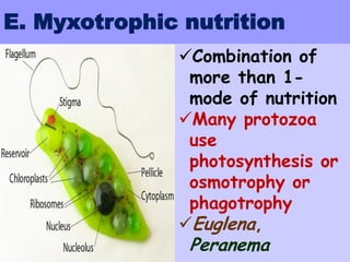 Nutrition_in_Protozoa_Non- chordates ppt | PDF