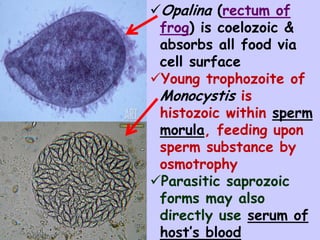 Nutrition_in_Protozoa_Non- chordates ppt | PDF