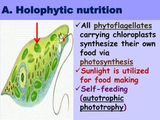 Nutrition_in_Protozoa_Non- chordates ppt | PDF
