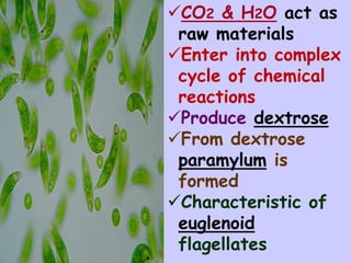 Nutrition_in_Protozoa_Non- chordates ppt | PDF