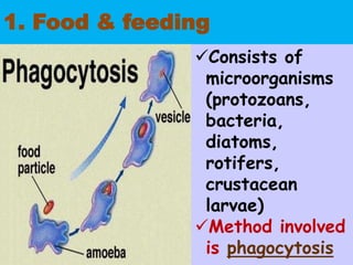 Nutrition_in_Protozoa_Non- chordates ppt | PDF