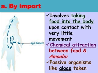 Nutrition_in_Protozoa_Non- chordates ppt | PDF