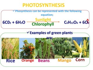 Nutrition KZLZ. | PPT