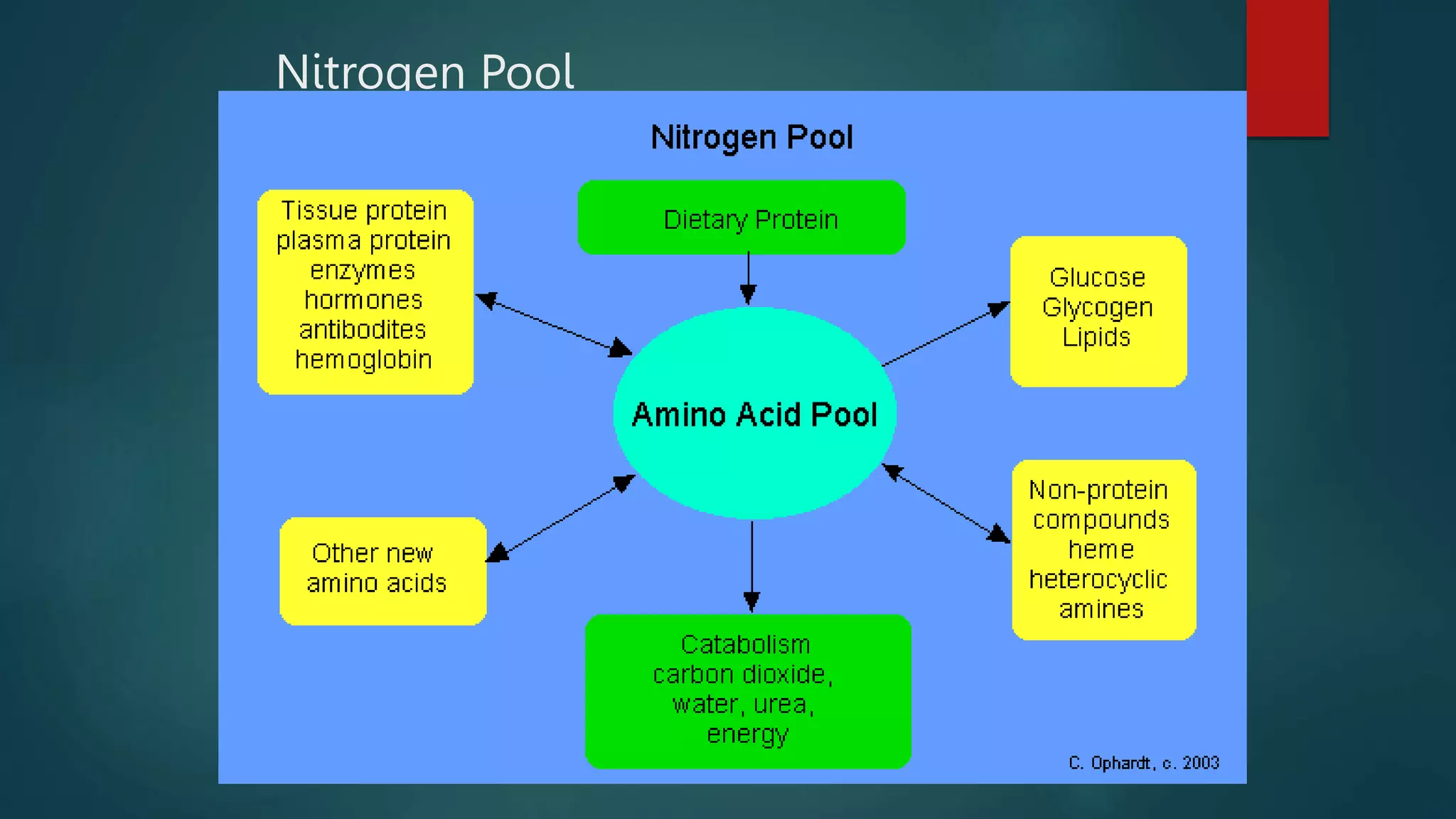 Nutrition Macronutrients.pptx
