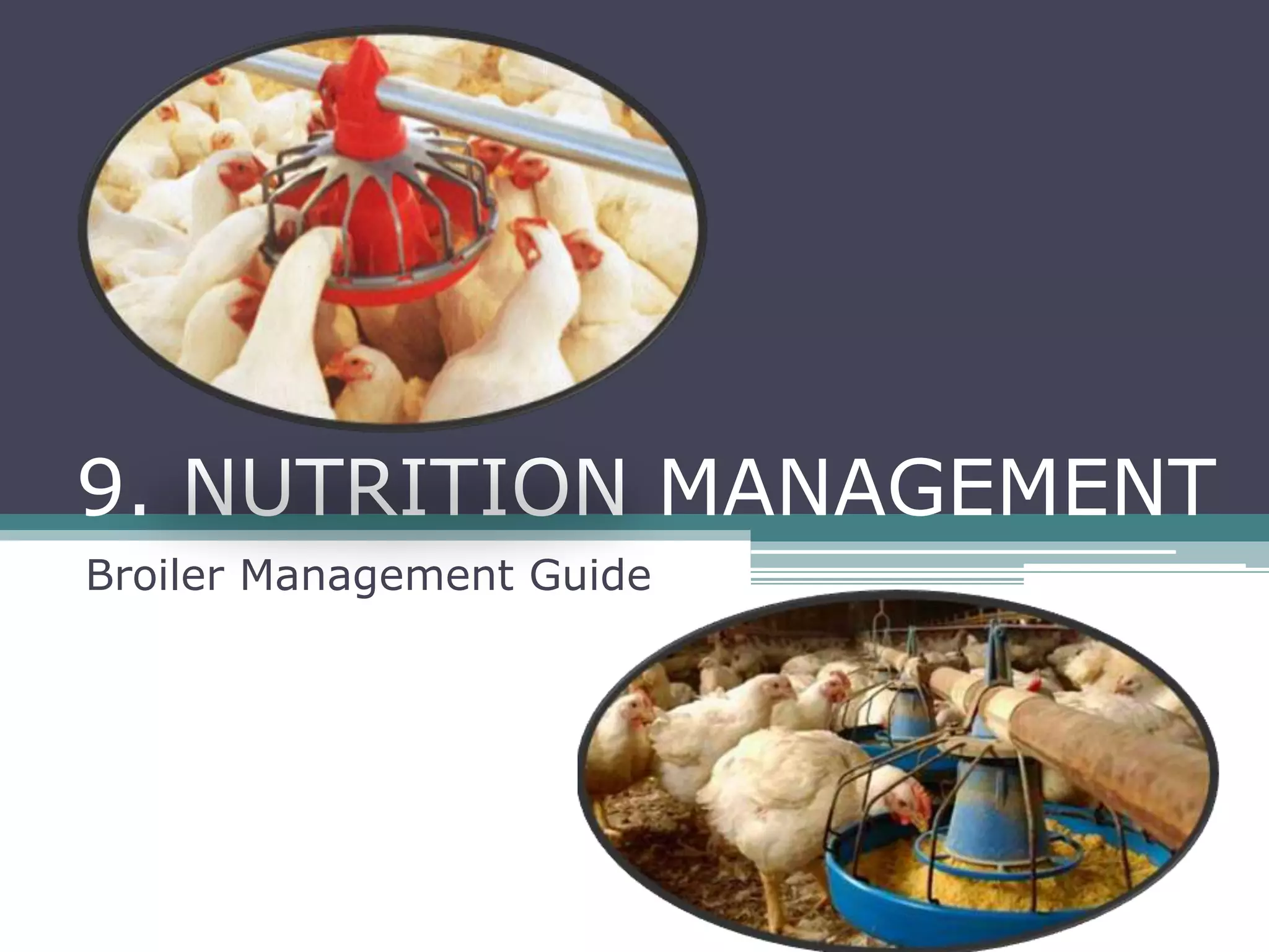 Nutrition management Broiler | PPTX