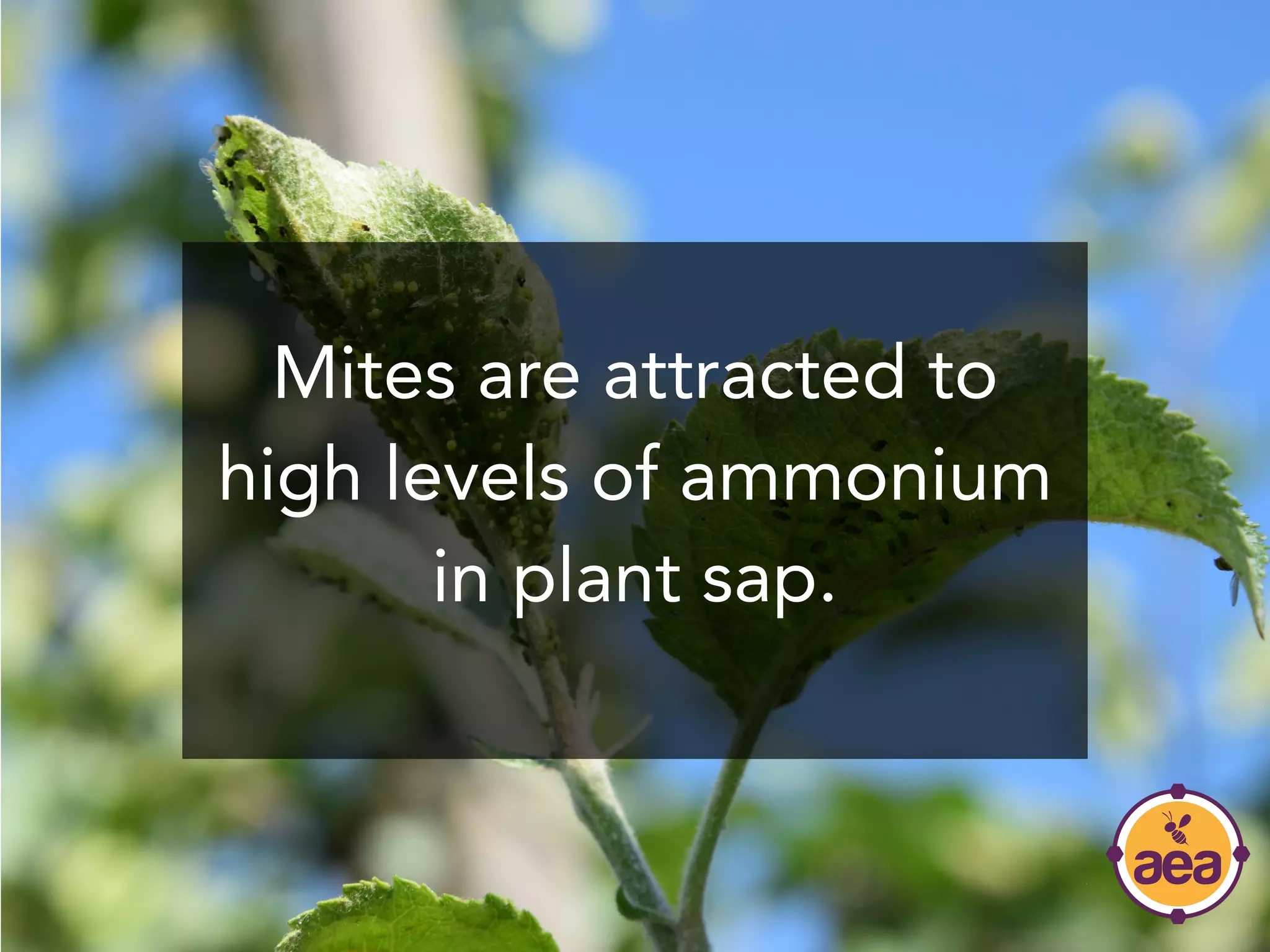 Nutrition Management for Mite Infestations | PDF