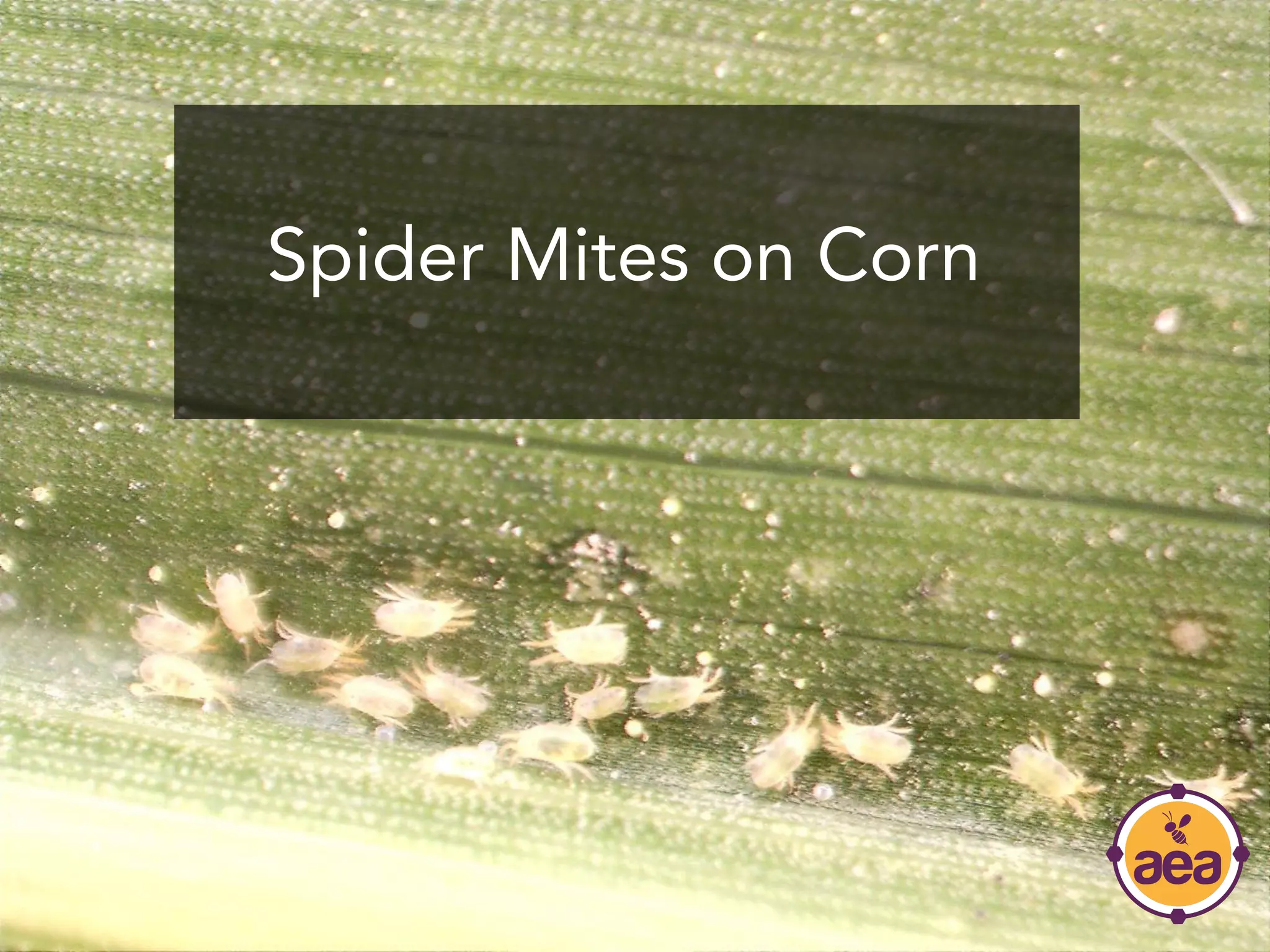 Nutrition Management for Mite Infestations | PDF