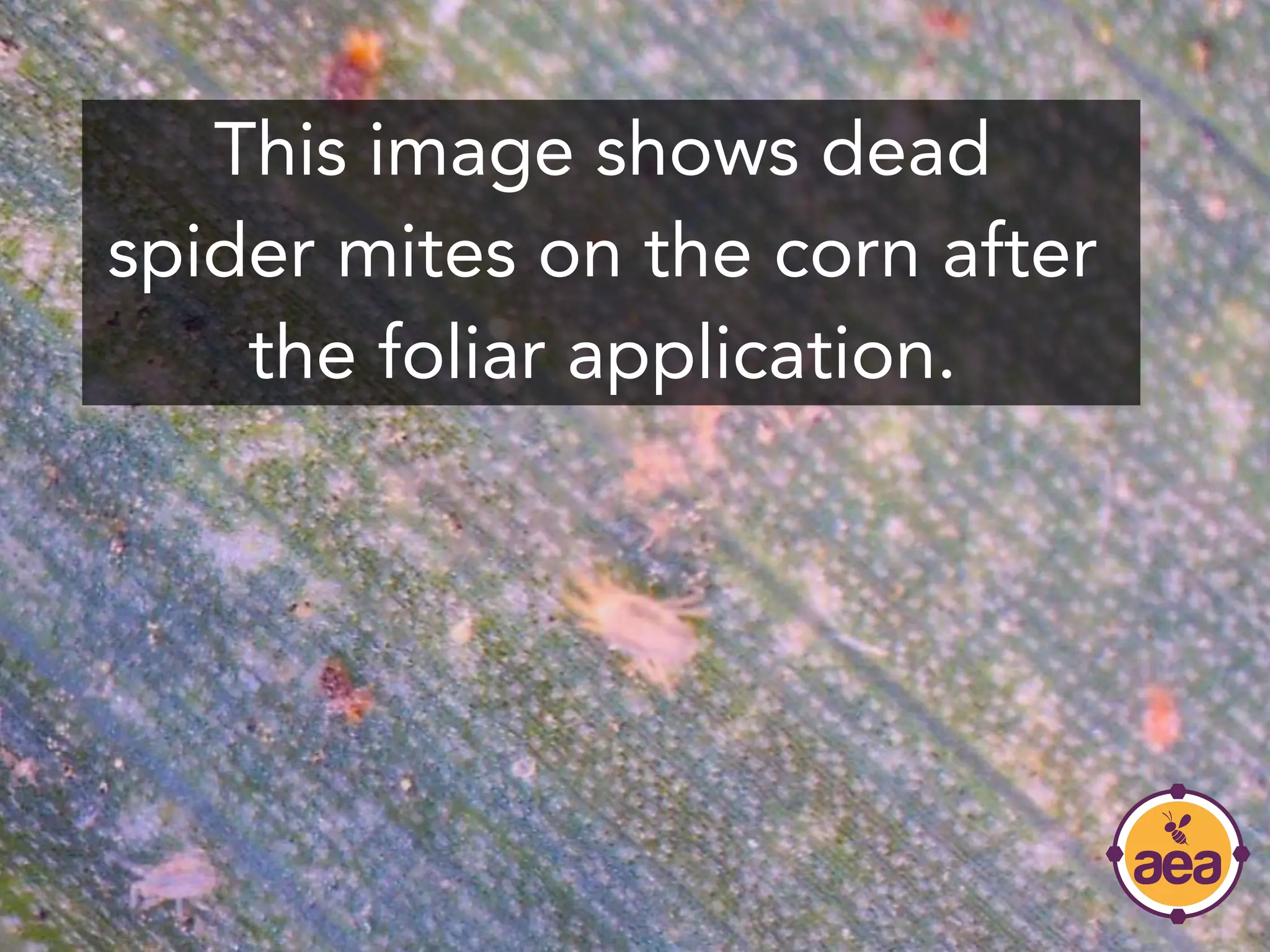 Nutrition Management for Mite Infestations | PDF