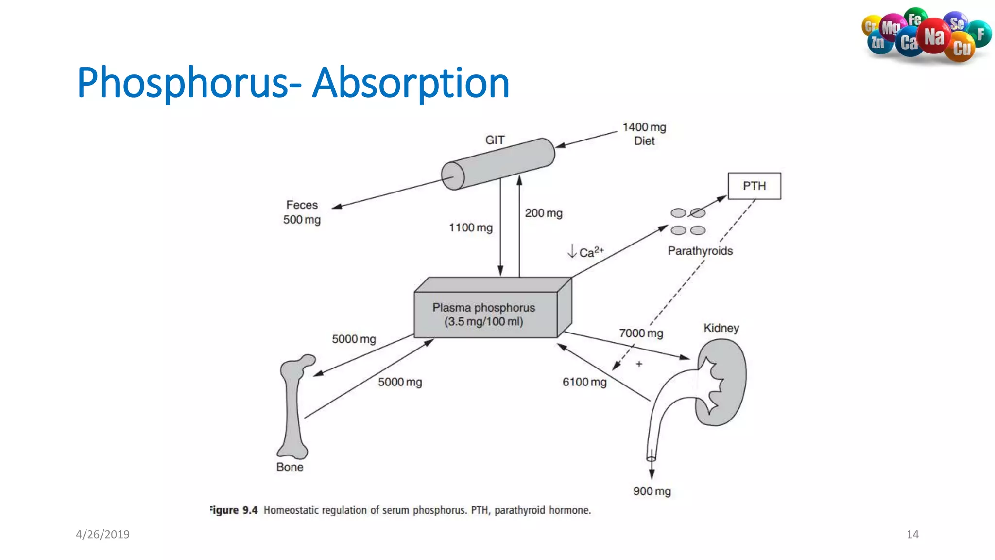 Nutrition - minerals | PPTX