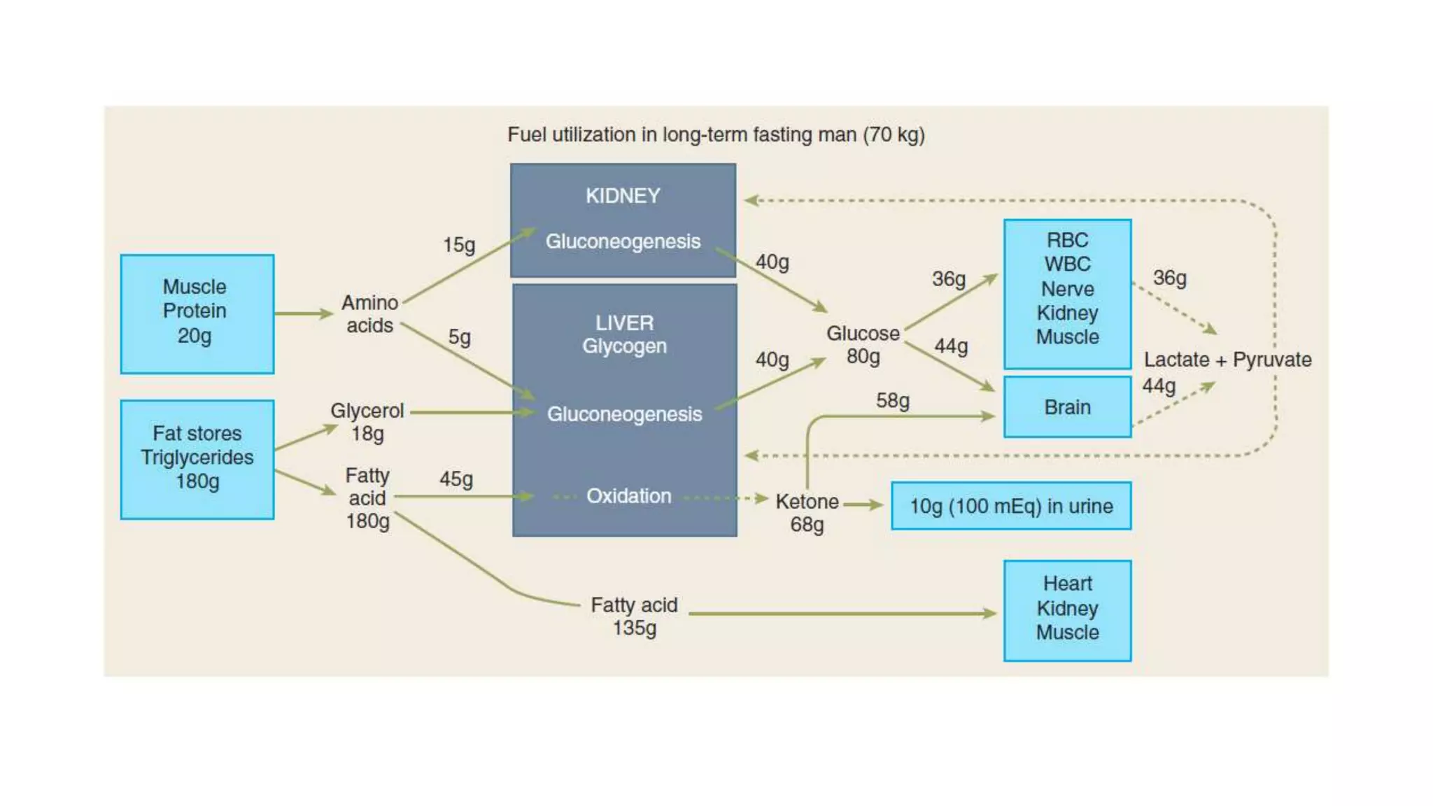 Nutritional support and fluid therapy in surgery | PPTX