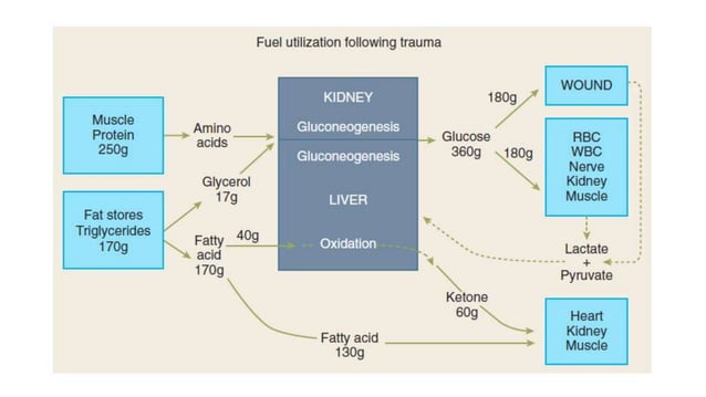 Nutritional support and fluid therapy in surgery | PPTX | Digestive ...