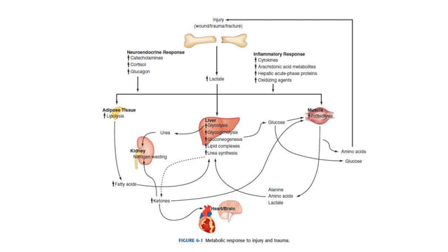 Nutritional support and fluid therapy in surgery | PPTX | Digestive ...