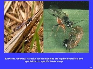Nutrition of entomophagous insect and their host | PPT