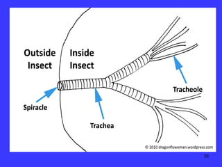 Nutrition of entomophagous insect and their host | PPT