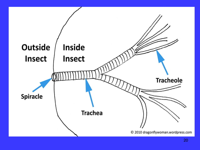Nutrition of entomophagous insect and their host | PPT