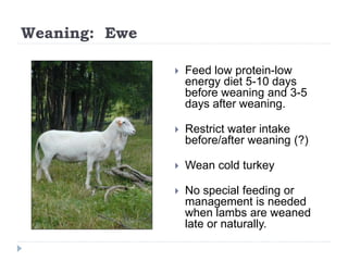 Nutrition Of The Ewe And Lamb | PPTX